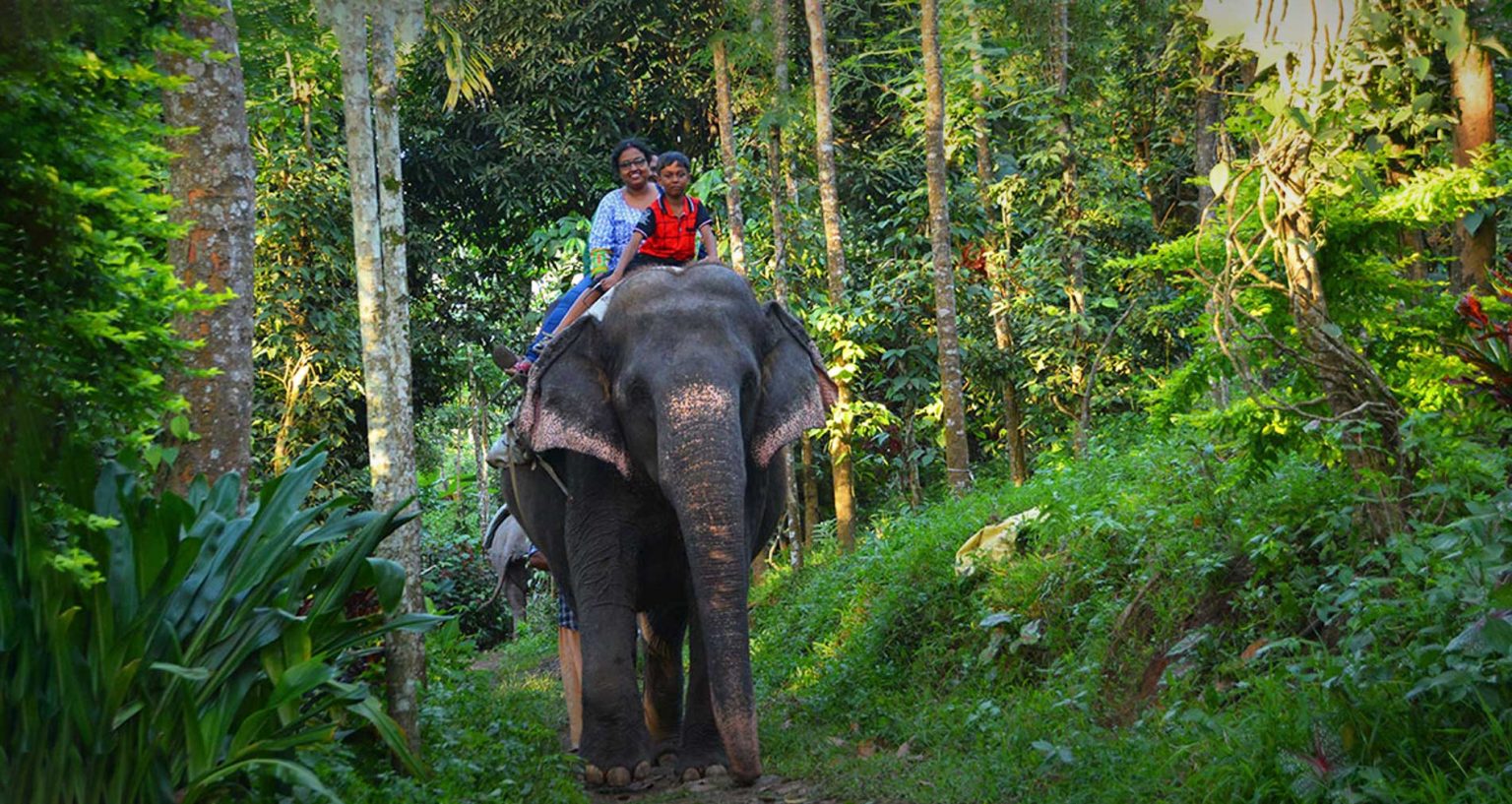 Best Jungle & Family Resorts in Lataguri | Pool & Budget